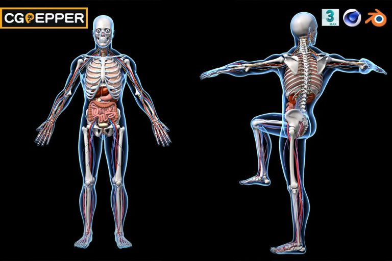 blender 完整的绑定基础人体网格-Universal Human Body & Face Rig by Chris Jones – CGPepper-专注优质三维资源