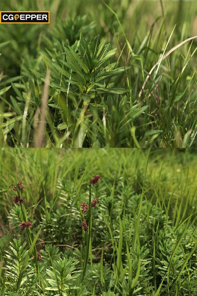 NM-实验室系统野草植物3D模型-NM-Lab System for 3ds Max – CGPepper-专注优质三维资源
